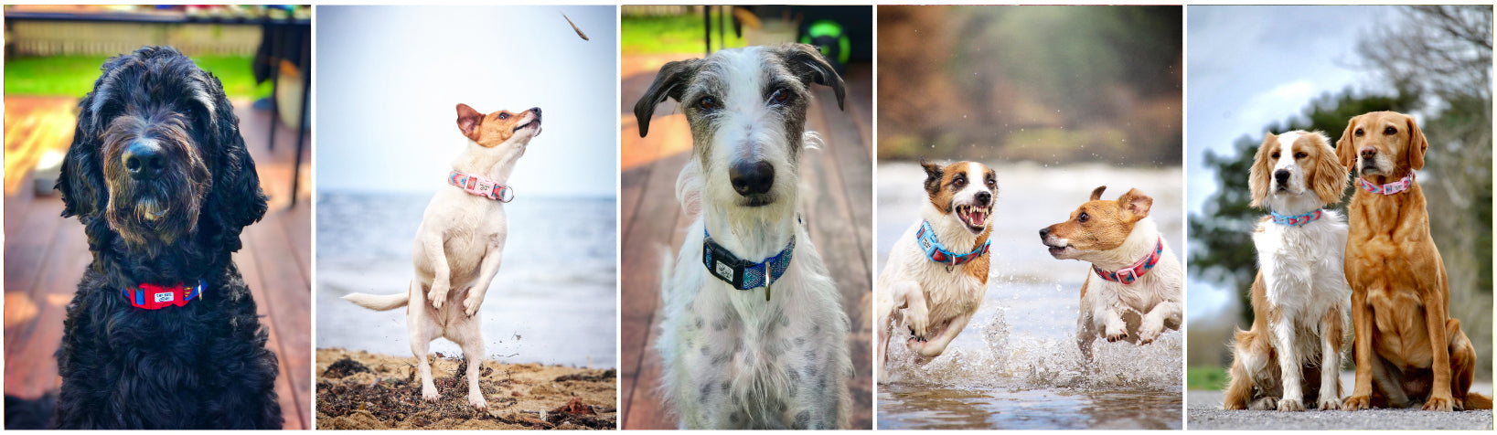 The Bark Side | Dog collars, leads, bow ties and accessories. – The ...