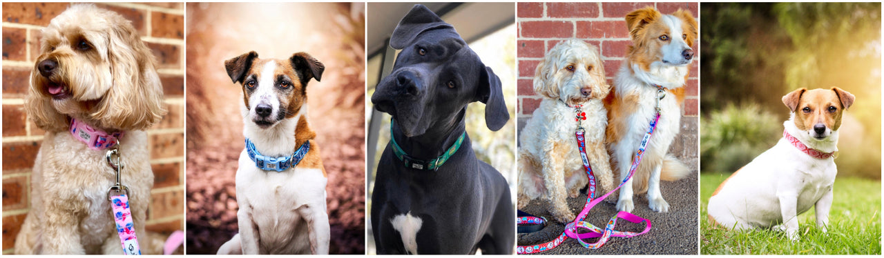 The Bark Side | Dog collars, leads, bow ties and accessories. – The ...